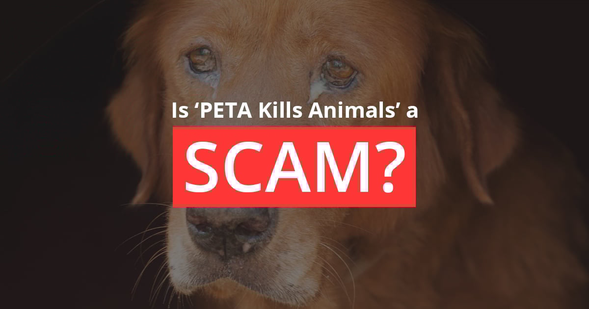 Meet the Front Group Behind the 'PETA Kills Animals' Scam